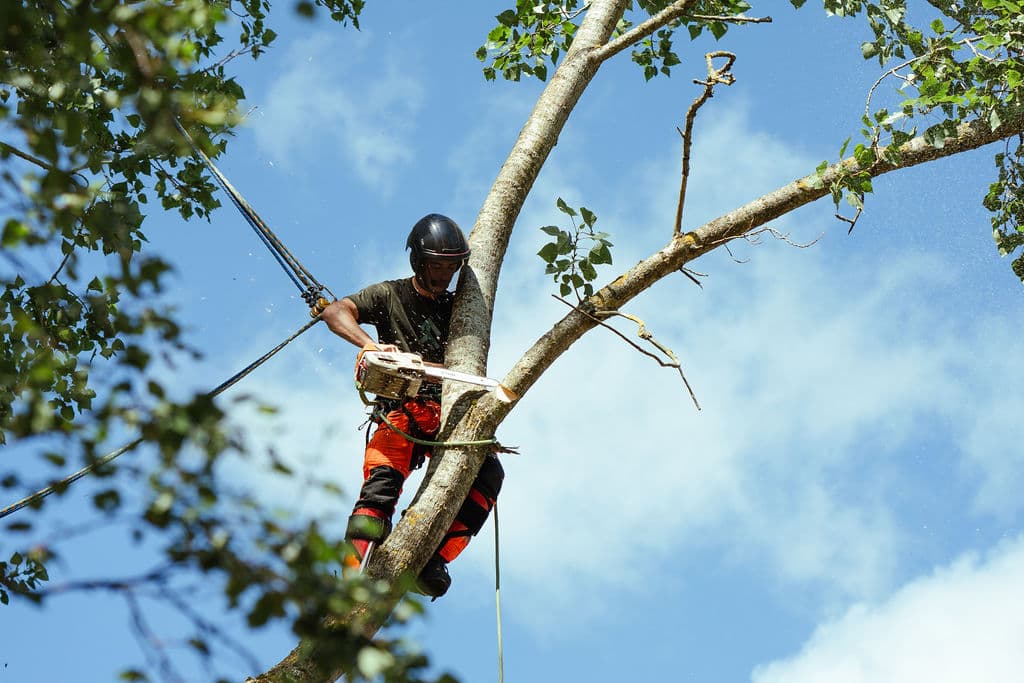 Specialist Tree & Forestry Contractors - Heartwood