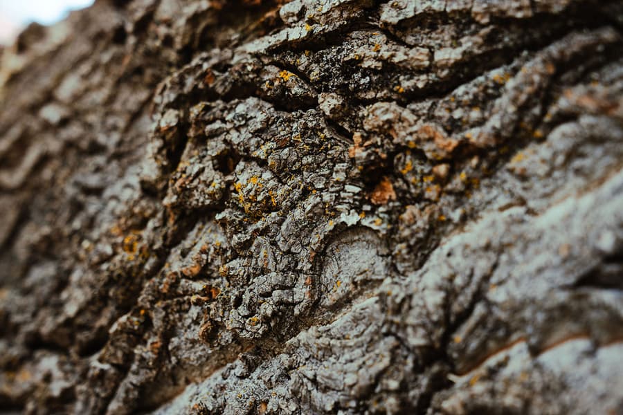 About Heartwood - Specialist Tree Contractors